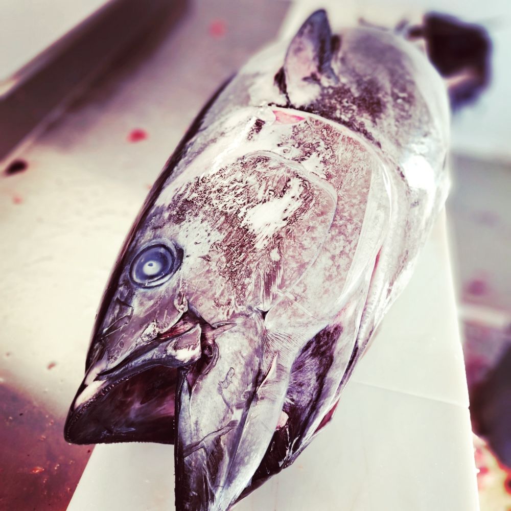 ELITE FISH PROCESSING - Updated October 2025 - 115 Photos - San Diego ...