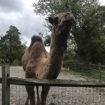 ROSE BRIDGE FARM & SANCTUARY - Updated March 2025 - 225 Photos & 77 ...