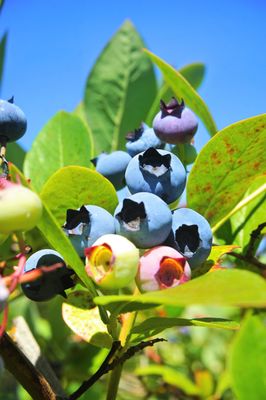 LARSEN LAKE BLUEBERRY FARM - 185 Photos & 71 Reviews - 700 148th Ave SE ...
