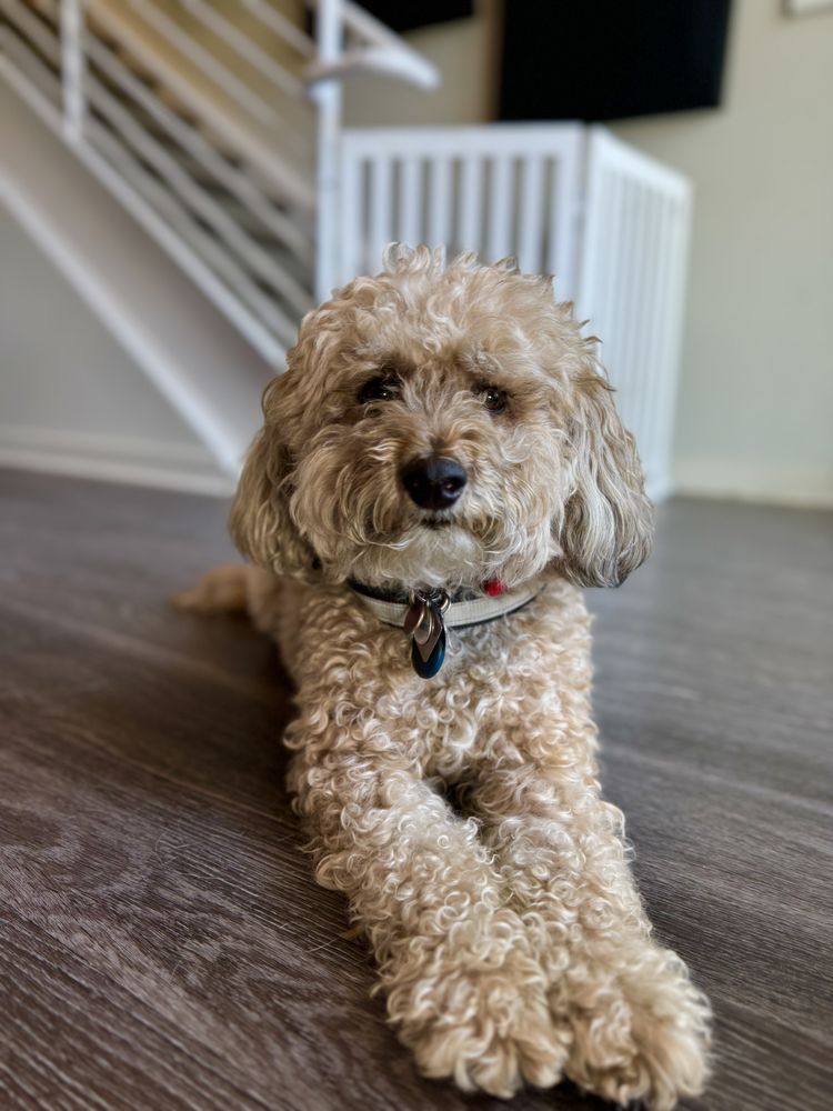 HIGH PAW - Updated December 2025 - 43 Photos & 16 Reviews - 21218 ...