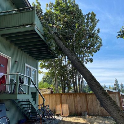 SEATTLE TREE CARE - 246 Photos & 109 Reviews - 4035 23rd Ave W, Seattle ...