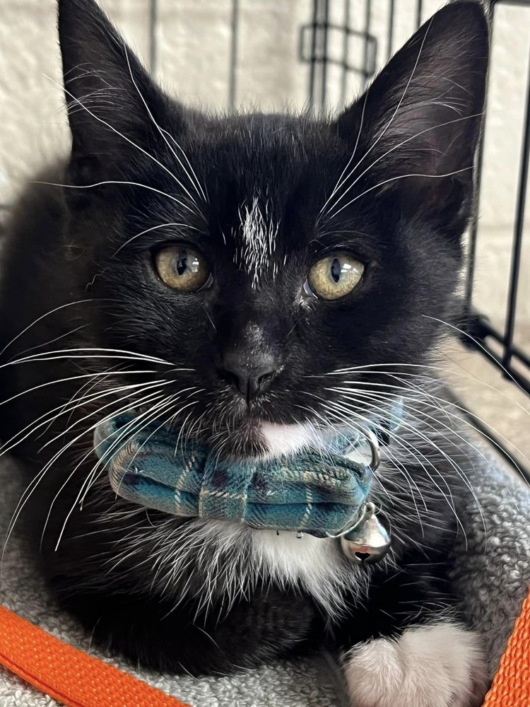 ADDISON ANIMAL HOSPITAL - Updated October 2025 - 14 Reviews - 1818 ...