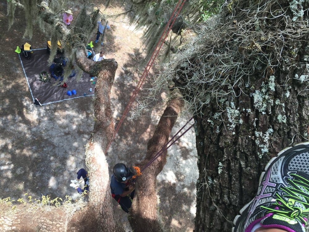 CANOPY CLIMBERS - Updated January 2026 - Florida, Florida - Parks ...