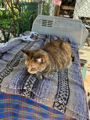 RAPS CAT SANCTUARY - Updated December 2025 - 91 Photos - 3300 Number 6 ...