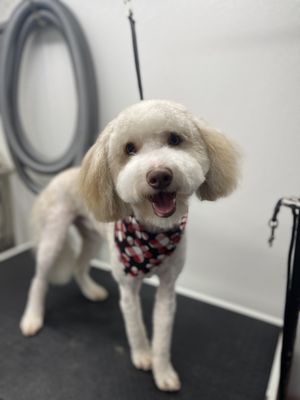 ZOOMIN GROOMIN - NORFOLK, VA - Updated December 2025 - 18 Photos & 11 ...