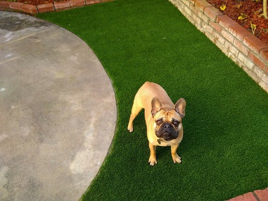 OMEGATURF - Updated January 2026 - 214 Photos & 95 Reviews - La Mesa ...