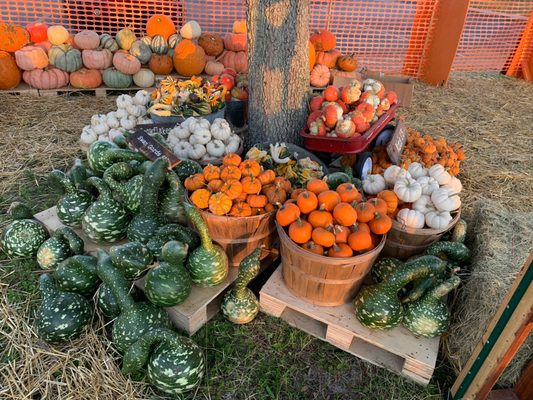 HAGERTY FARMS PUMPKIN PATCH - Updated September 2024 - 12 Photos - 3225 ...
