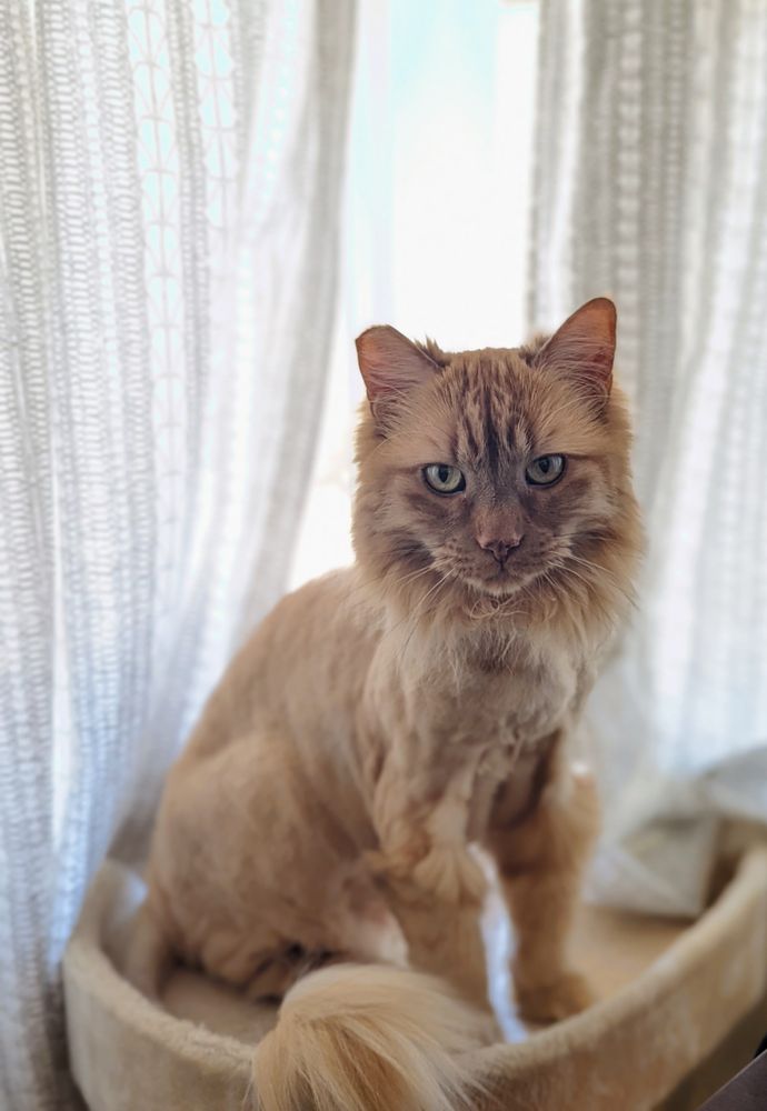 THE CAT CHALET - Updated December 2025 - 41 Photos & 21 Reviews - 6160 ...