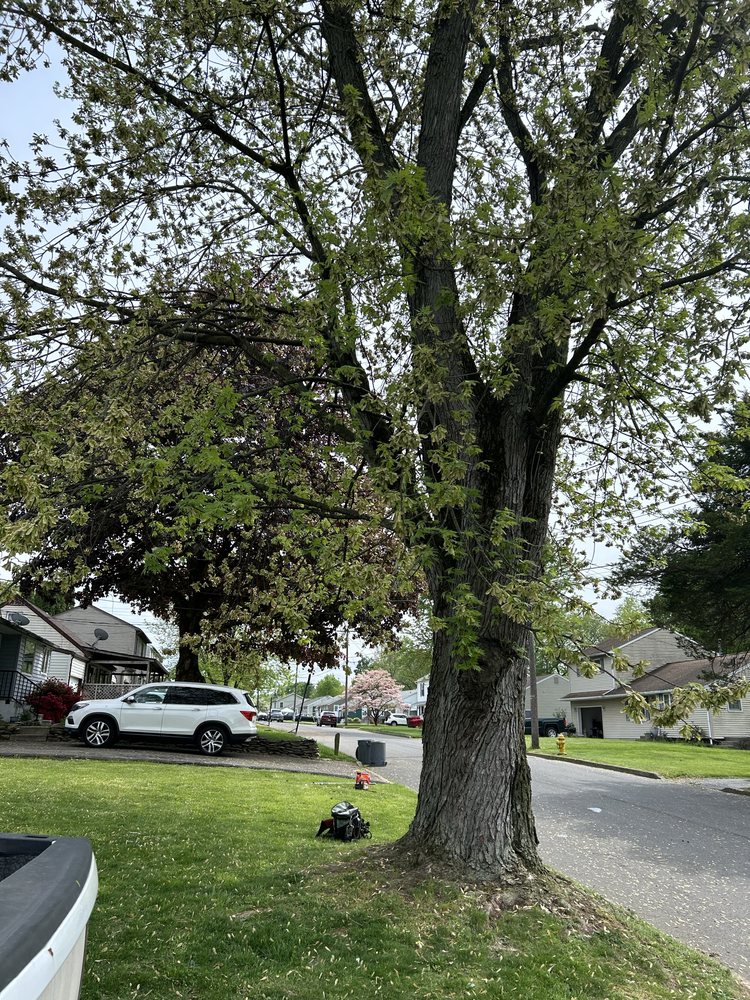 KIRKWOOD TREE EXPERTS - Updated October 2025 - 20 Photos - Milford, New ...