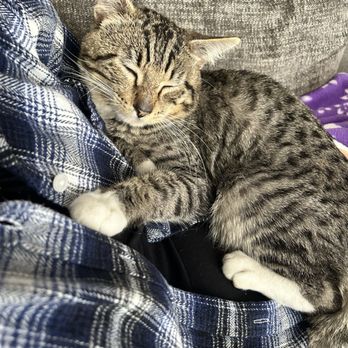 PAWS CAT CITY - Updated January 2026 - 44 Photos & 82 Reviews - 5200 ...