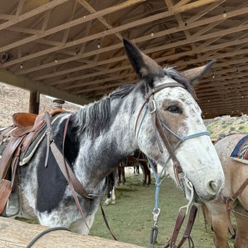 COWBOY TRAIL RIDES - Updated March 2025 - 349 Photos & 174 Reviews ...