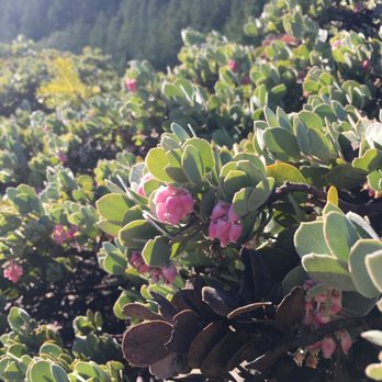 CALIFORNIA FLORA NURSERY - Updated December 2025 - 32 Photos & 22 ...