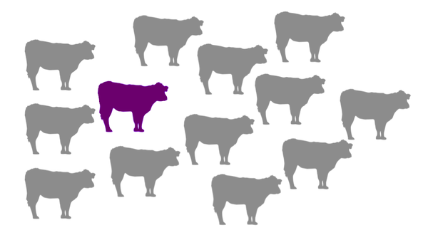 PURPLE COW INTERNET - Updated January 2026 - 13 Photos & 28 Reviews ...