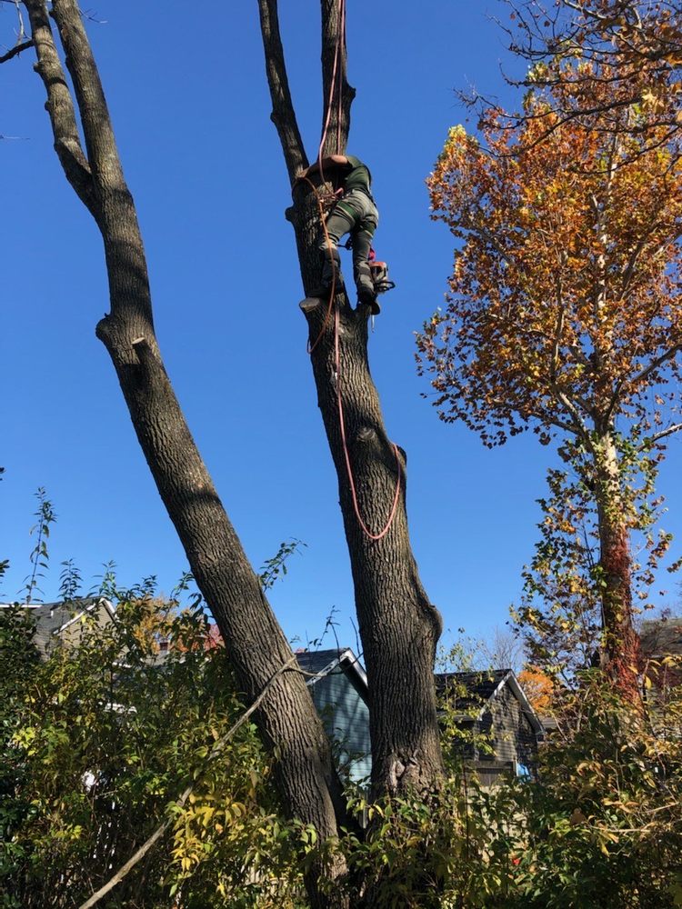 TREBOL TREE - Updated October 2024 - 13 Photos - North Brunswick, New ...