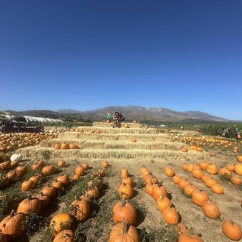 PRANCERS FARM - Updated December 2025 - 173 Photos & 51 Reviews - 18540 ...