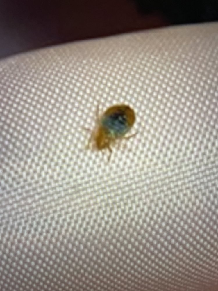 HURT EXTERMINATING - Updated November 2025 - 1412 Wilshire Dr, Odessa ...