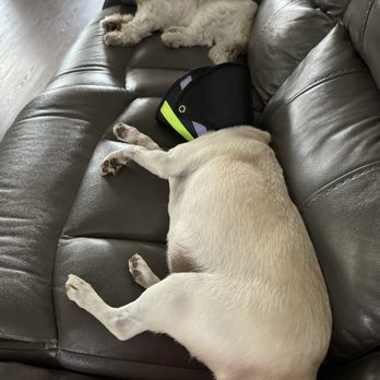 SPAY NOW ANIMAL SURGERY CLINIC - Updated December 2025 - 69 Photos ...