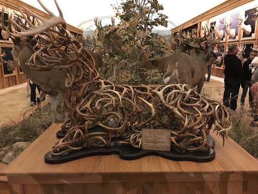 Wonders of Wildlife National Museum & Aquarium - 902 Photos & 174 ...