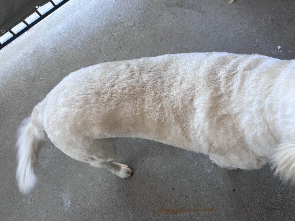 THE STONE DOG GROOMING SALON - Updated April 2025 - 48 Photos & 60 ...