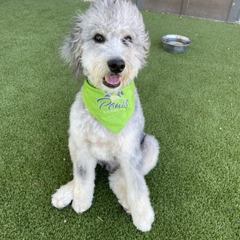 PAWS LANDING - Updated June 2025 - 64 Photos & 13 Reviews - 1673 US ...