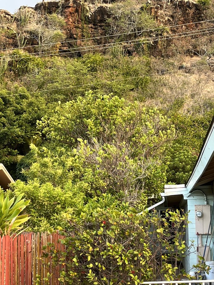 MALAMA TREE CARE - Updated December 2025 - 27 Photos & 28 Reviews - 47 ...