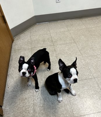 BUCKLEY VETERINARY HOSPITAL - Updated July 2025 - 33 Reviews - 28801 ...