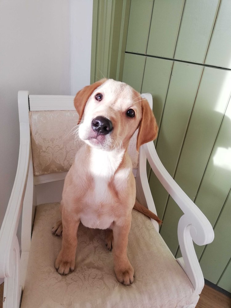 UPPER HOUND DOG GROOMING - Updated February 2025 - Great Bramshot Farm ...