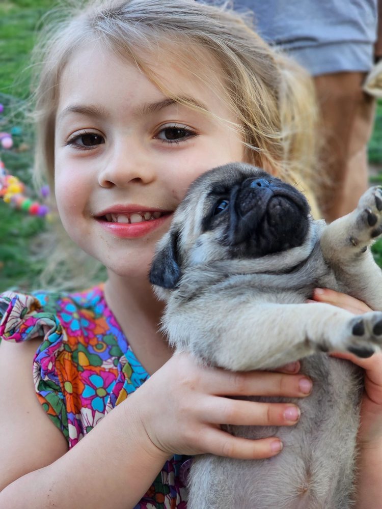 MY PRINCESS PUGS - Updated July 2024 - 24 Photos - 250 Huntington Ln ...