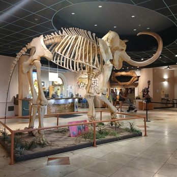 ARIZONA MUSEUM OF NATURAL HISTORY - Updated September 2024 - 457 Photos ...