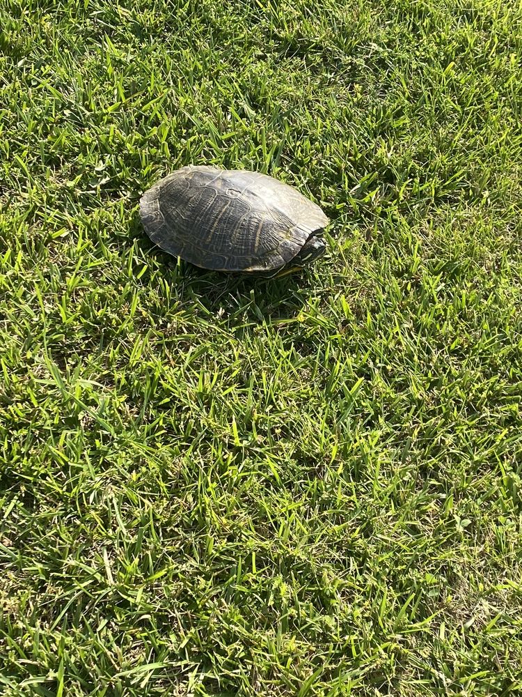 ST FRANCIS XAVIER GARDEN FOR THE NEEDY - 155 Stringer Ln, Mount ...