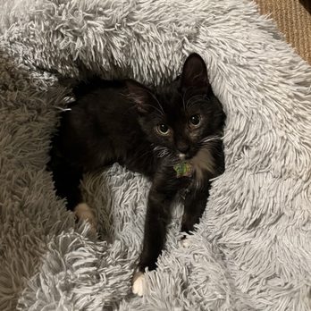 SEATTLE HUMANE - Updated December 2025 - 134 Photos & 222 Reviews ...