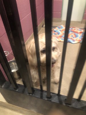 HELPING HOUNDS DOG RESCUE - Updated December 2025 - 16 Photos & 29 ...