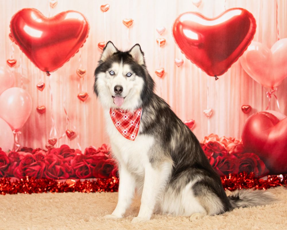 GOOD VIBES PHOTOGRAPHY - Updated December 2025 - Gilbert, Arizona - Pet ...