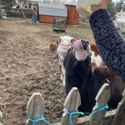 ROSE BRIDGE FARM & SANCTUARY - 112 Photos & 48 Reviews - 1314 N ...