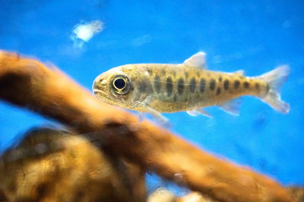 CAPILANO SALMON HATCHERY - 132 Photos & 35 Reviews - 4500 Capilano Park ...