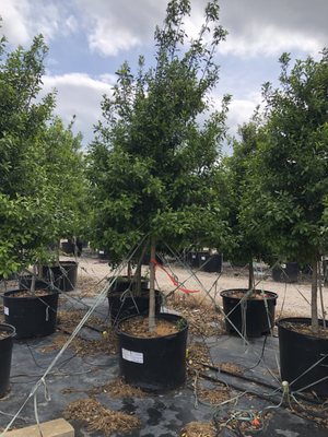 TREELAND NURSERY - Updated September 2025 - 54 Photos & 74 Reviews ...