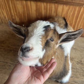 ROSE BRIDGE FARM & SANCTUARY - Updated May 2025 - 225 Photos & 79 ...