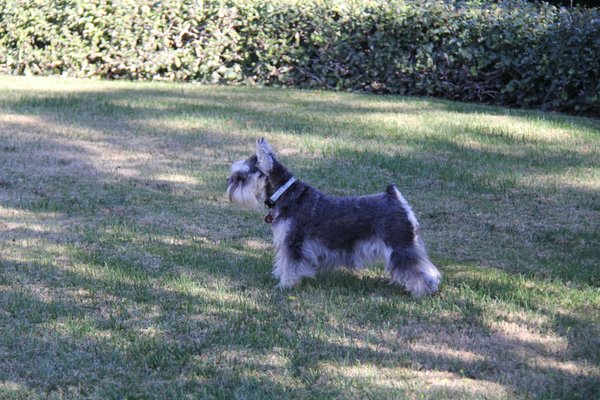 SKANSEN KENNEL - 73 Photos & 49 Reviews - 5179 Blank Rd, Sebastopol ...