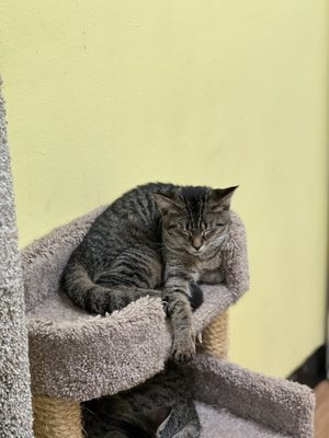 CATS EXCLUSIVE - Updated December 2025 - 66 Photos & 73 Reviews - 6350 ...