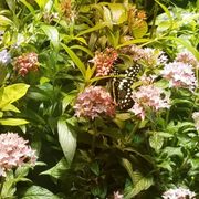 THE SMITHSONIAN BUTTERFLY HABITAT GARDEN - 53 Photos & 13 Reviews ...
