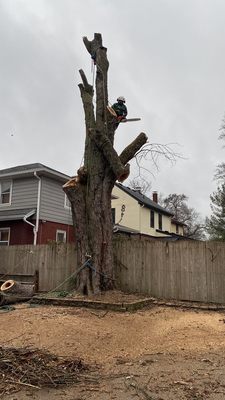 JACOBS TREE EXPERTS - Updated December 2025 - 63 Photos - 4149 Spring ...