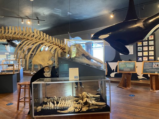 THE WHALE MUSEUM - Updated May 2025 - 94 Photos & 57 Reviews - 62 1st ...