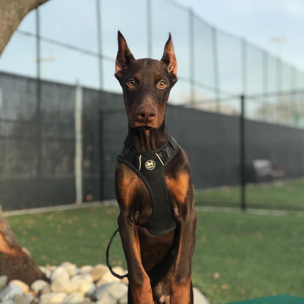 GRAY DOBERMANS - 82 Photos & 13 Reviews - 1713 Ulster Heights Rd ...