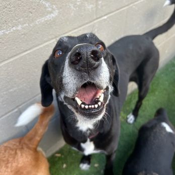 ALL TAILS R WAGGIN - Updated December 2025 - 148 Photos & 82 Reviews ...