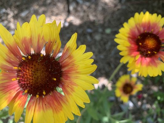 CLOVIS BOTANICAL GARDEN - Updated July 2025 - 485 Photos & 38 Reviews ...