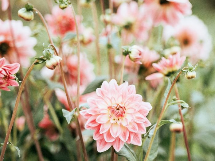 PAPER FIXER PRO - Updated April 2024 - Request Consultation ...