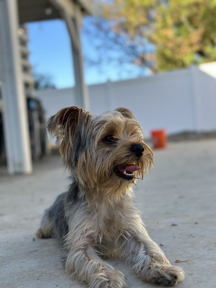 VENTURING PACK DOG SERVICES - Updated January 2025 - 62 Photos & 26 ...