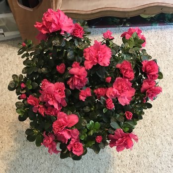 OBERER’S FLOWERS - Updated December 2025 - 61 Photos & 101 Reviews ...