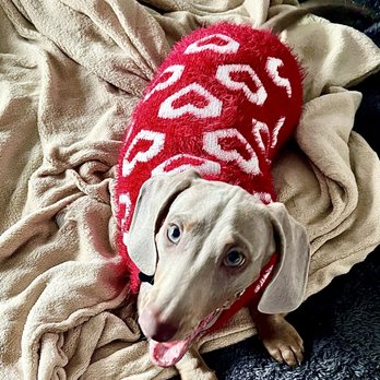 KARMA DOG TRAINING - Updated June 2024 - 615 Photos & 871 Reviews - Los ...