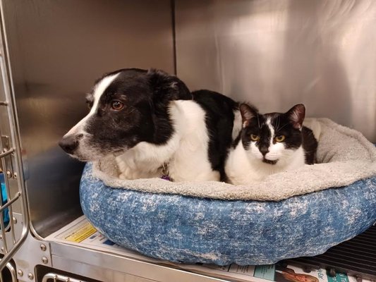 PATTON VETERINARY HOSPITAL - Updated August 2025 - 28 Photos & 40 ...